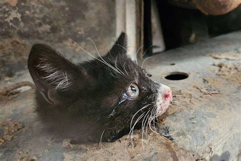 8 Week Old Kitten In San Diego Rescued After Getting Trapped In The