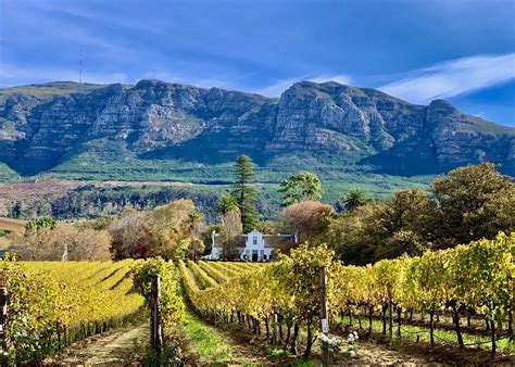 Explore The Best Wine Farms On The Constantia Wine Route Where To Go