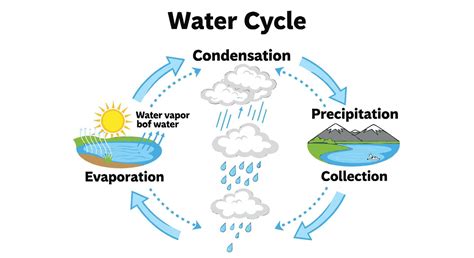 Understanding The Water Cycle A Simple Diagram Showing Evaporation Condensation Precipitation