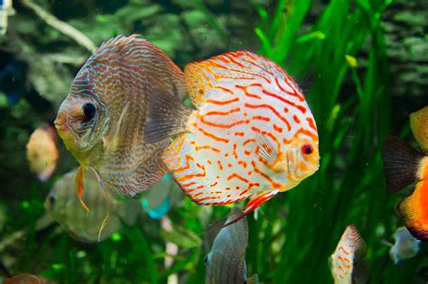 Best Freshwater Community Fish Aquarium Wikipedia