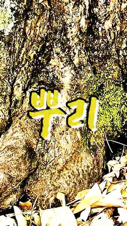 외부에 드러난 부분으로 뿌리의 강인함을 보여주어요 뿌리깊은나무 Youtube