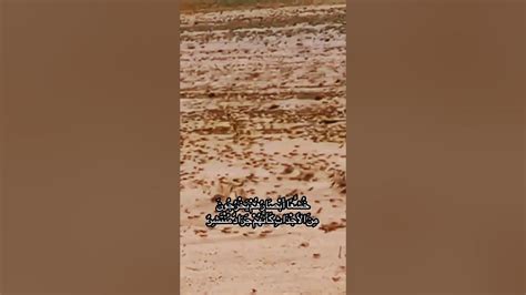 انصدمت لما شوفت الجراد المنتشر Youtube