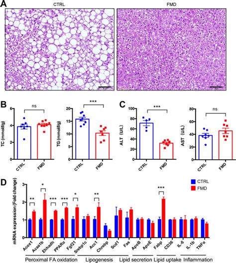 intermittent fmd reduced hepatic steatosis in db db mice a