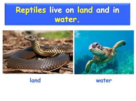 Reptiles Ppt