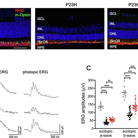 Preserved Retinal Function In P23hfas Lpr Mice A Representative Download Scientific Diagram