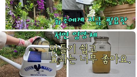 웃자란화초갈변화초꽃눈만드는데 효과좋고병해충저항성 강해지는 천연 난각칼슘영양제 지친 화초에게 만들어주면 활기가 넘칩니다 Youtube
