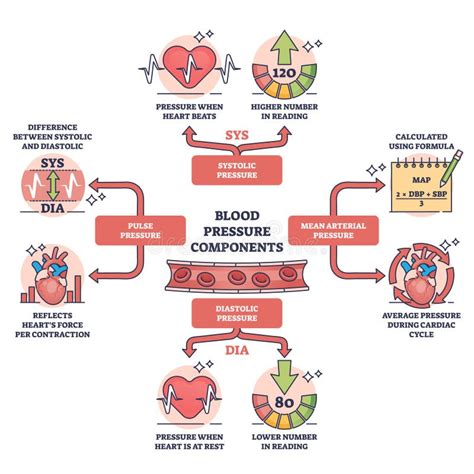 Componentes De La Presión Arterial Y Esquema De Control Normal De La