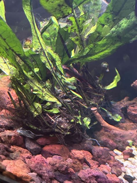 Java Ferns Tied Together Rplantedtank