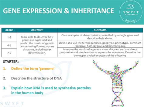 Gene Expression And Inheritance Inheritance Variation And Evolution