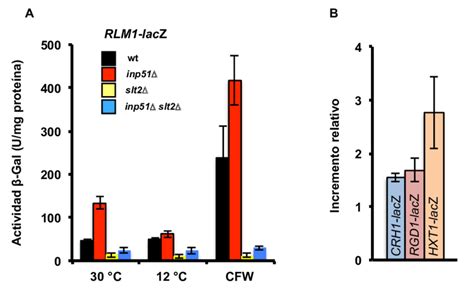 3 La Actividad De La Ruta Cwi Responde A Los Niveles De Ptdins45p 2
