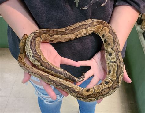Python Regius Clown Ball Python Male Pytregius