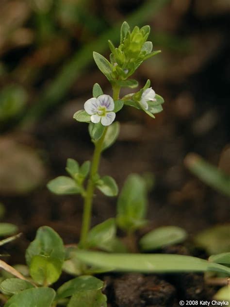 Veronica Serpyllifolia Thyme Leaf Speedwell Minnesota Wildflowers