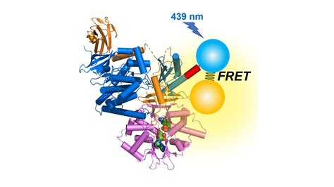 Synthetic Biologists Craft First Nano Sensor Of Cellular Energy States