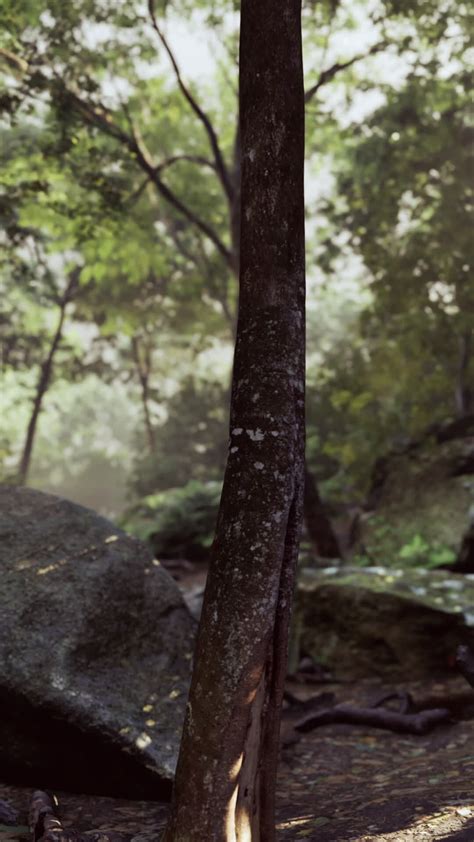 Sunlight Filtering Through Trees In Foggy Tropical Forest Stock Video At Vecteezy