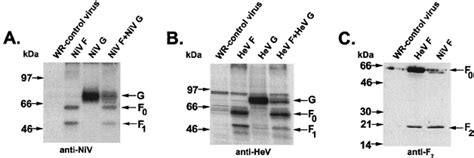 Expression Of Recombinant Niv F And G Glycoproteins The Niv F And G