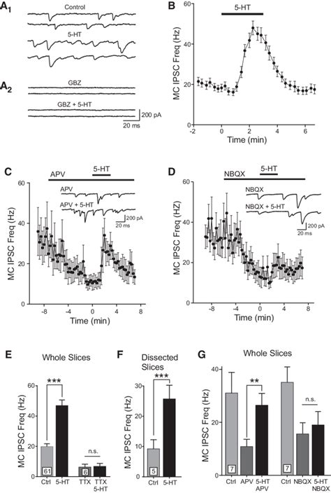 Serotonin Triggers Disynaptic Inhibition Onto Mitral Cells A1