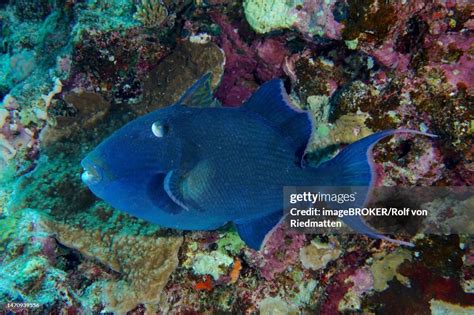 Blue Triggerfish In Front Of Colourful Reef Dive Site House Reef