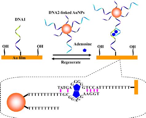 Schematic Illustration Of Adenosine Detection Based On Surface Plasmon Download Scientific