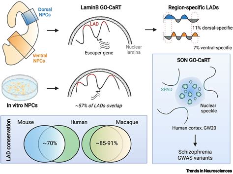 Evolutionary Conservation And Cell Type Specificity Of Nuclear Compartments In The Brain Trends
