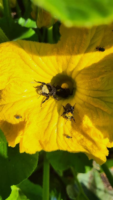 How To Prevent Cross Pollination In Squash Proverbs 31 Homestead