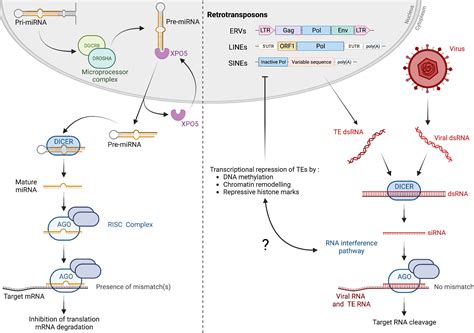 Frontiers Interplay Between Rna Interference And Transposable Elements In Mammals