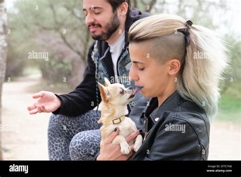 Chihuahua leckt sein gesicht -Fotos und -Bildmaterial in hoher Auflösung – Alamy