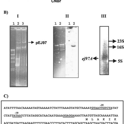 Physical And Genetic Map Of The Ecori Bglii Dna Fragment 11 3 Kb From Download Scientific