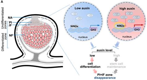 Soybean Symbiotic Nodule Zonation And Cell Differentiation Are Defined By Nin2 Signaling And Gh3