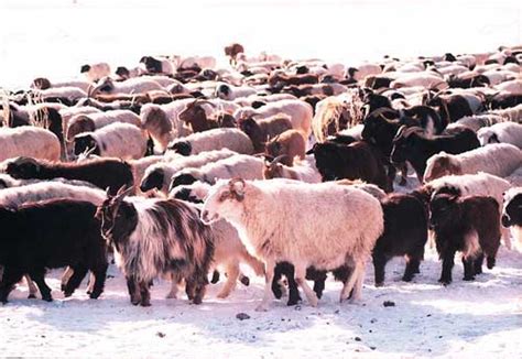 Мал аж ахуйн өвөлжилтийн бэлтгэл 85 хувьтай байна