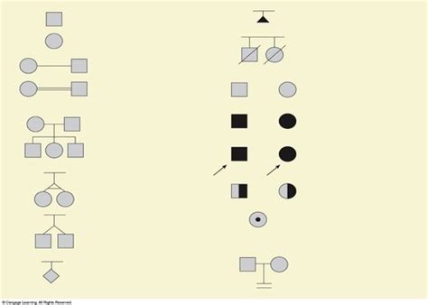 Intro To Human Inheritance Chapter Three Transmission Of Genes Flashcards Quizlet