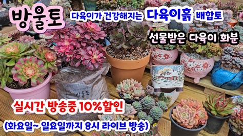 방울토다육이흙 다육이 화분 선물 감사합니다 한개 남은 무름온 달총이~ 다육이흙 배합토 Youtube