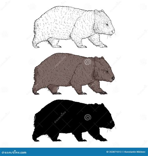 Wombat Different Styles Images Set Of Vector Illustrations Stock