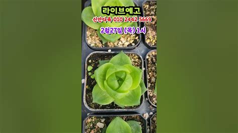 신안다육 군생다육 창다육 구경오세요 ♡ Youtube
