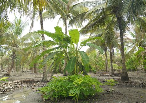 Multi Tier Cropping System