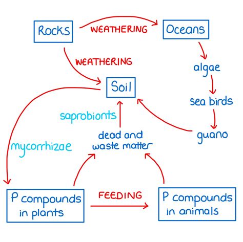 The Phosphorus Cycle Nutrient Cycles Ep 2 Zoë Huggett Tutorials