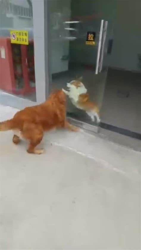 Как научить собаку оставаться дома одну Страх одиночества мучение и для собаки и для ее