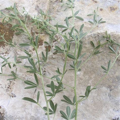 Scurfpea Plant Bamert Seed
