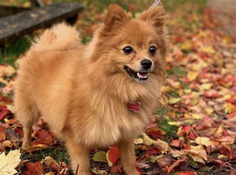 35 Perfect Pomeranian Mixes For All Pom Lovers Mix Guide