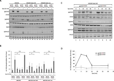The Multi Site Docking Protein Grb2 Associated Binder 1 Gab1 Enhances
