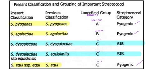 Lesson 3 Genus Streptococcus Flashcards Quizlet