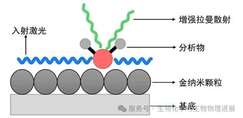 拉曼光谱：膜蛋白相互作用的“live直播镜头” 中国科学院生物物理研究所