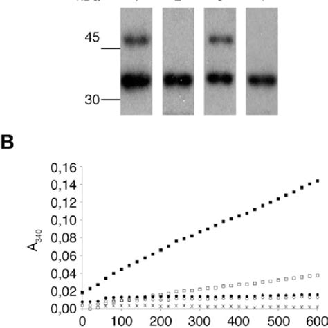 Activation Of The Udp Glucose Dehydrogenase Activity Of Ugd By Download Scientific Diagram