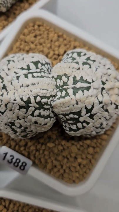 투구 선인장 귀갑투구 오이보 하나조노 스타셰이프 소다팝 Youtube