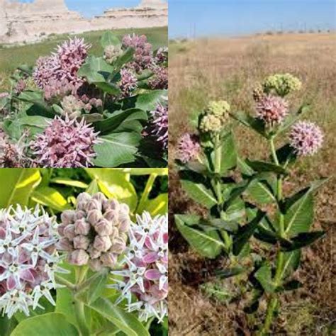 Seeds For Planting Asclepias Seeds Showy Milkweed~ Bulk Wholesale Seed In 2025 Plants