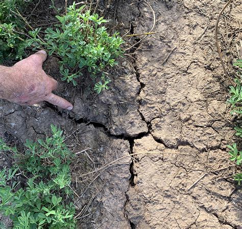 Above Average Season A Test For Sodic Soils Groundcover