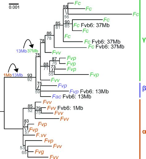 Phylogenetic History Of The Hemizygous Female Specific Sdr Cassette