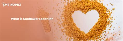 What Is Soy Lecithin Differences And Reasons