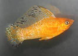 Molly Gold 5cm Aquarama
