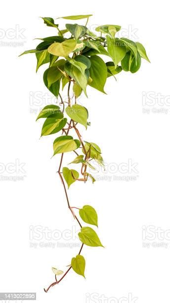 필로딘드론 브라질 잎 필로엔드론 헤데라세움 공장 흰색 배경에 고립 클리핑 경로 0명에 대한 스톡 사진 및 기타 이미지 0명