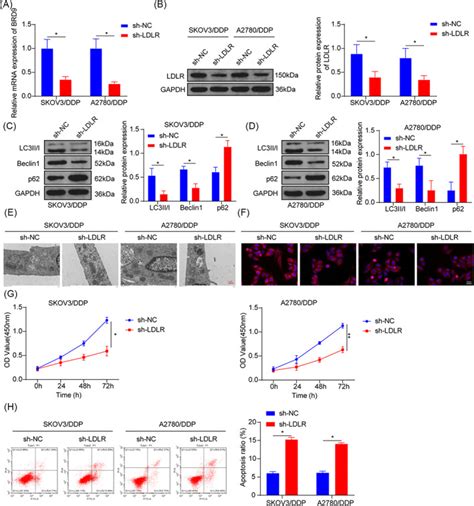 Ldlr Promotes Autophagy‐mediated Cisplatin Resistance In Ovarian Cancer Associated With The Pi3k